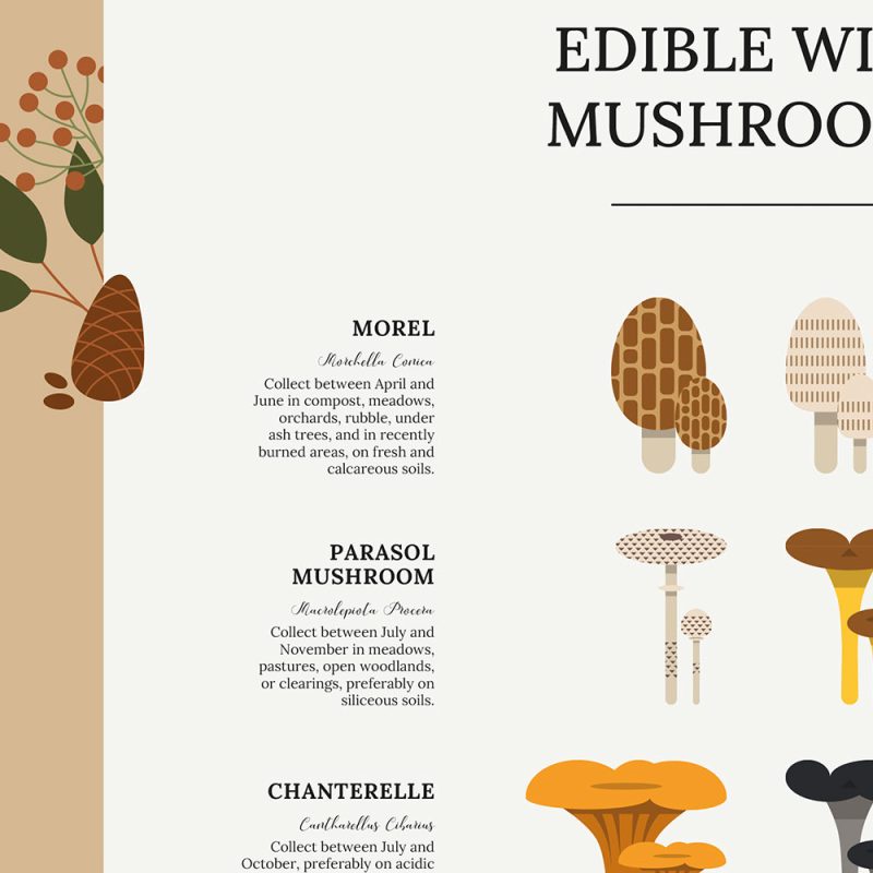 Edible Wild Mushrooms Poster - Frog Posters